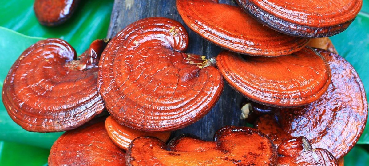 Reishi Comprehensive Guide – Apex of Men